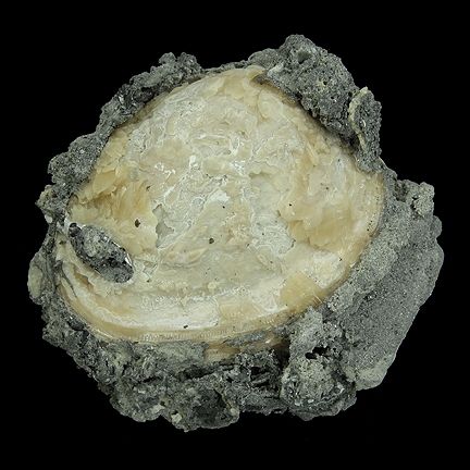 Calcite after Clam Shell | Rucks Pit, Fort Drum, Okeechobee County, Florida