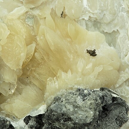 Calcite after Clam Shell | Rucks Pit, Fort Drum, Okeechobee County, Florida