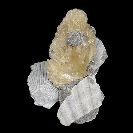 Calcite with seashells | Fort Drum, Okeechobee County, Florida