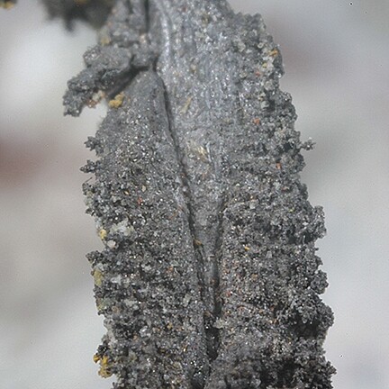 Silver | Elura Mine (Endeavor Mine), Cobar, Robinson Co., New South ...