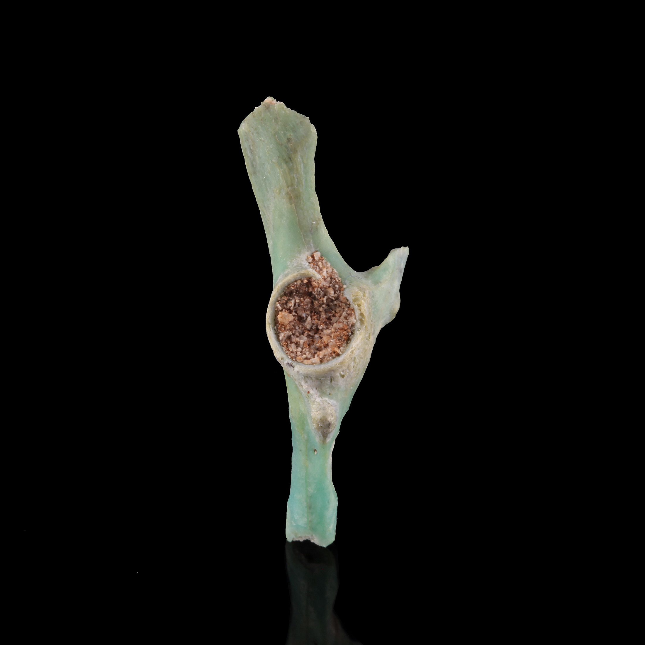 Turquoise ps. after Fossil mammal bone (Ice Age) | Potosi Mountain ...