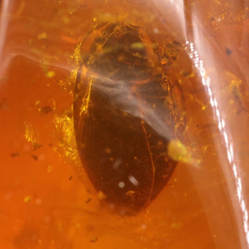 Amber with Cockroach and Fly inclusions | Sabana de la Mar, Hato Mayor ...