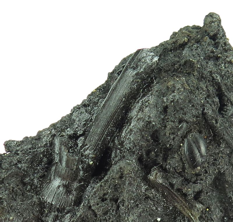 Fossil Owl bones, Beetle in tar (Pleistocene) | Maricopa Tar Seeps ...